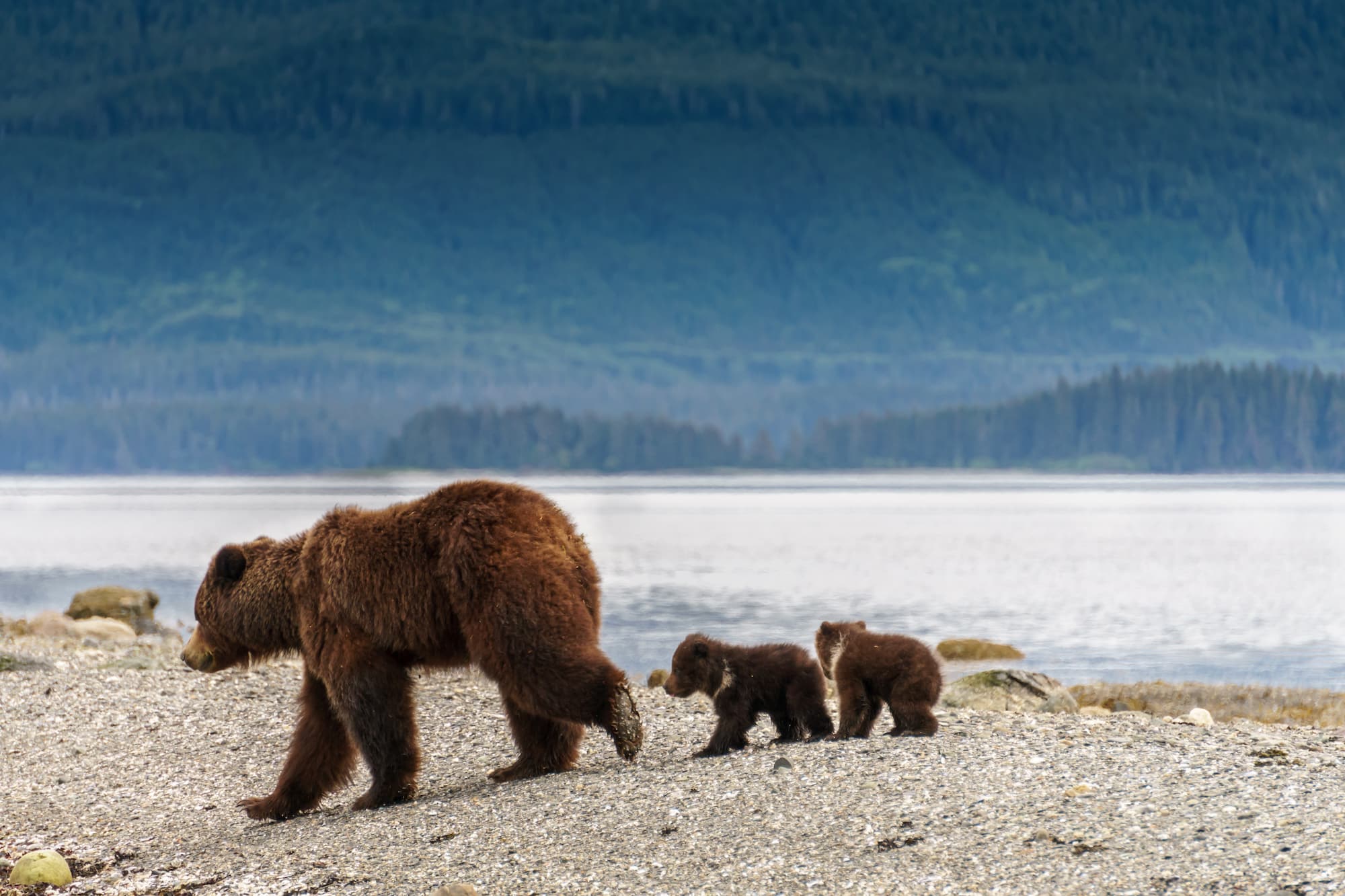 Curious Nature: Is climate change creating a real-life yeti ...